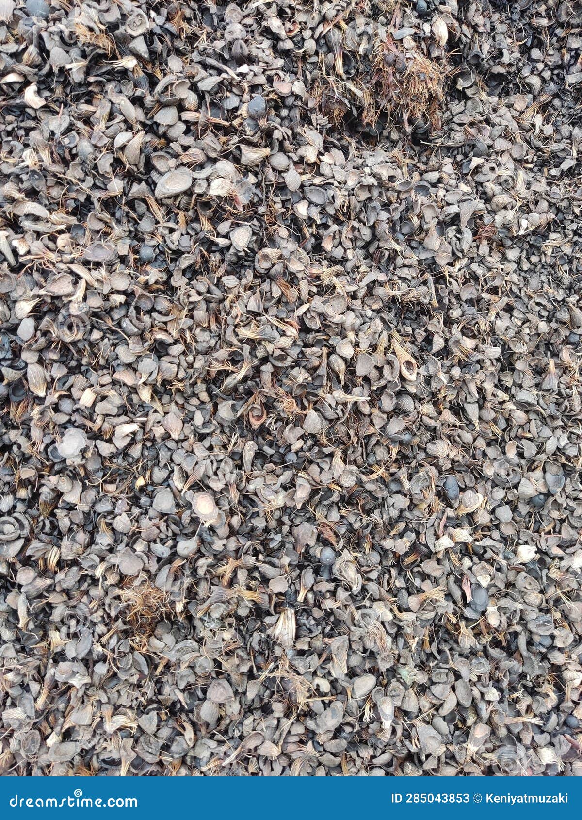 Palm Kernel Shells stock image. Image of factory, waste - 285043853