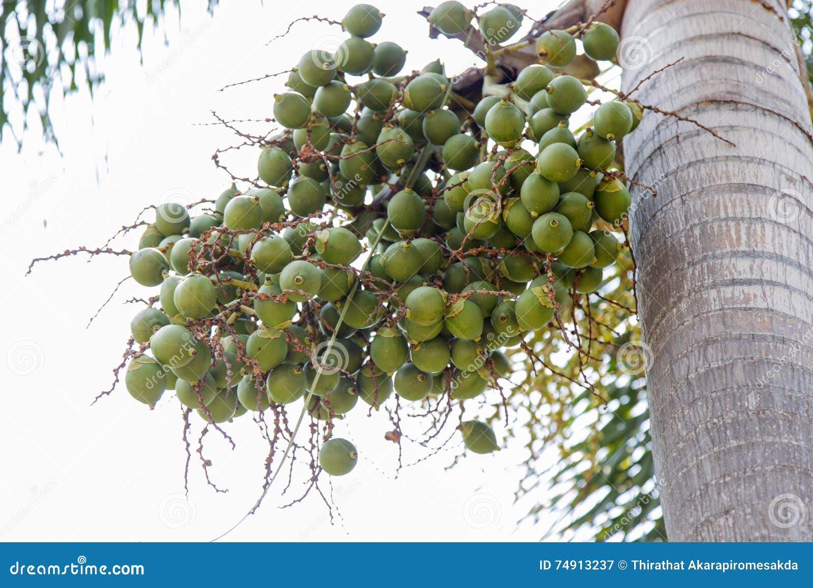 Palm kernel stock image. Image of development, background - 74913237