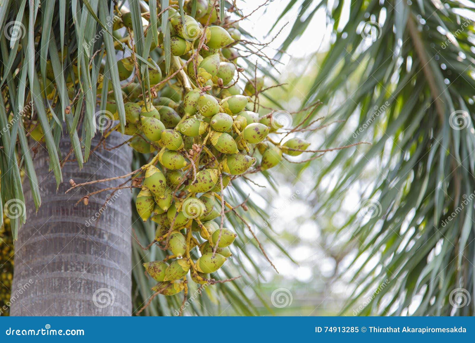 Palm kernel stock image. Image of ecology, seed, farm - 74913285