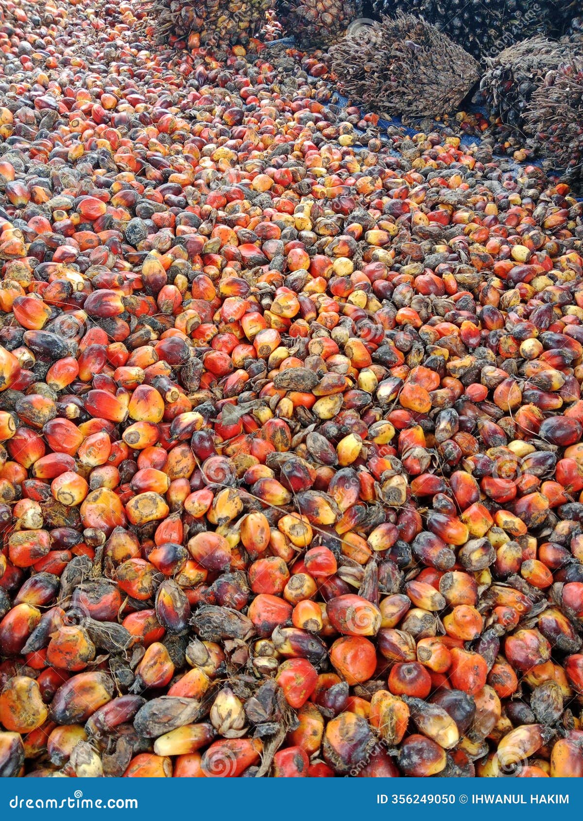 Palm Kernels before Being Processed into Cooking Oil Stock Photo ...