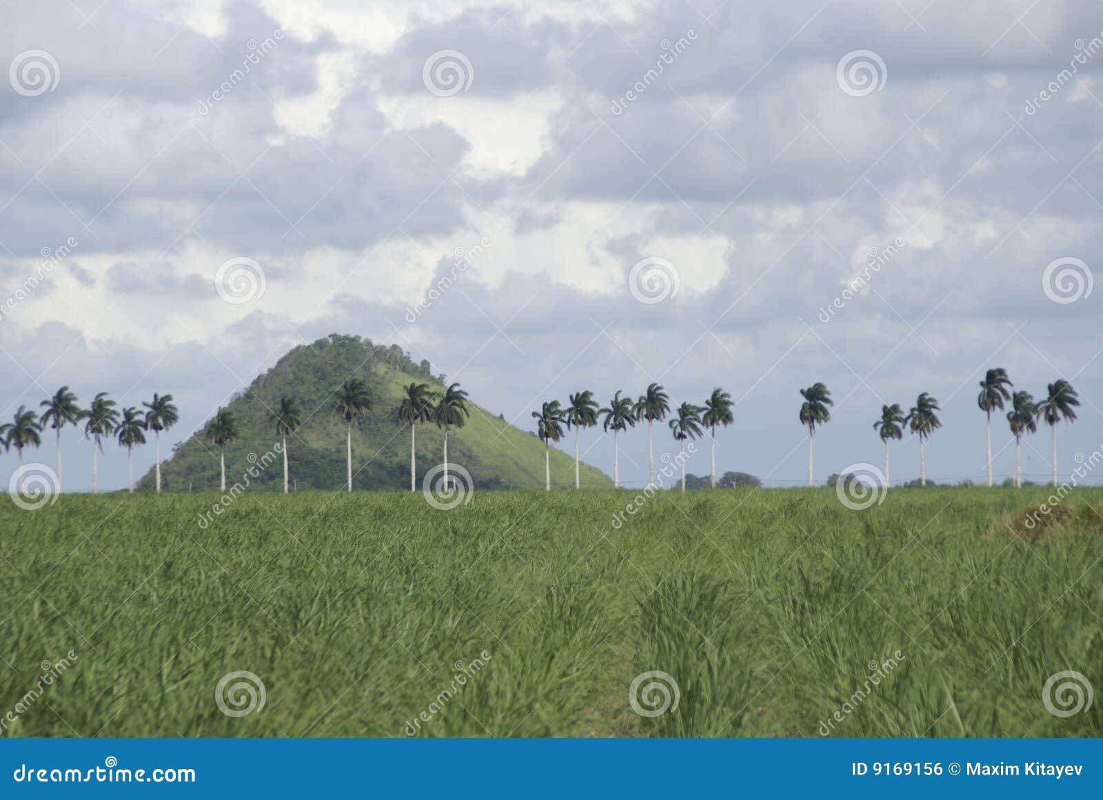 Palm land stock photo. Image of palm, panorama, clouds - 9169156