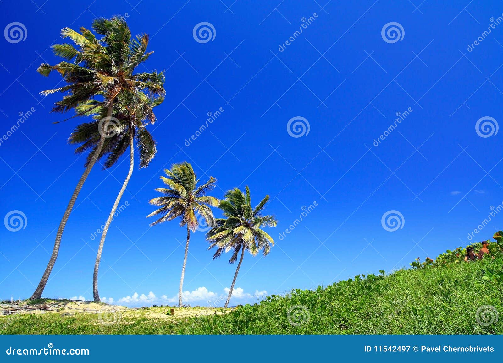 Palm landscape stock image. Image of beach, paradise - 11542497