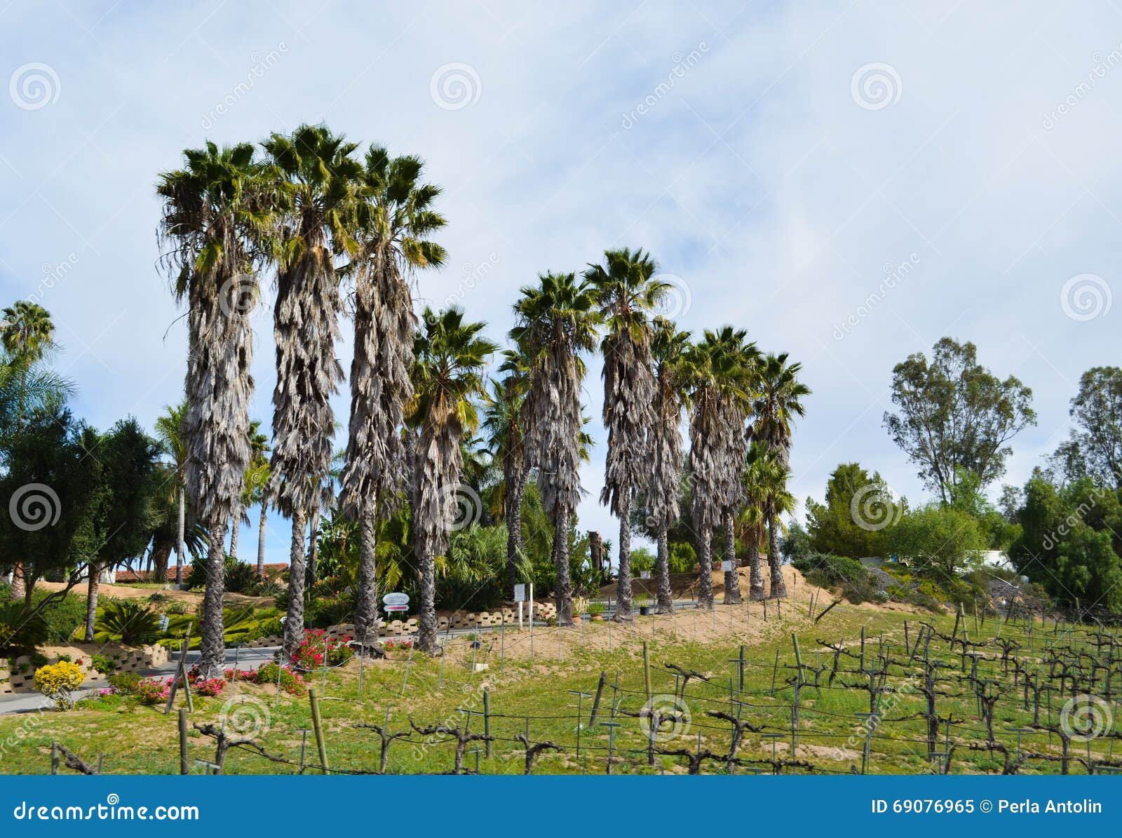 Palm Landscape in Temecula California Stock Image - Image of vineyards ...