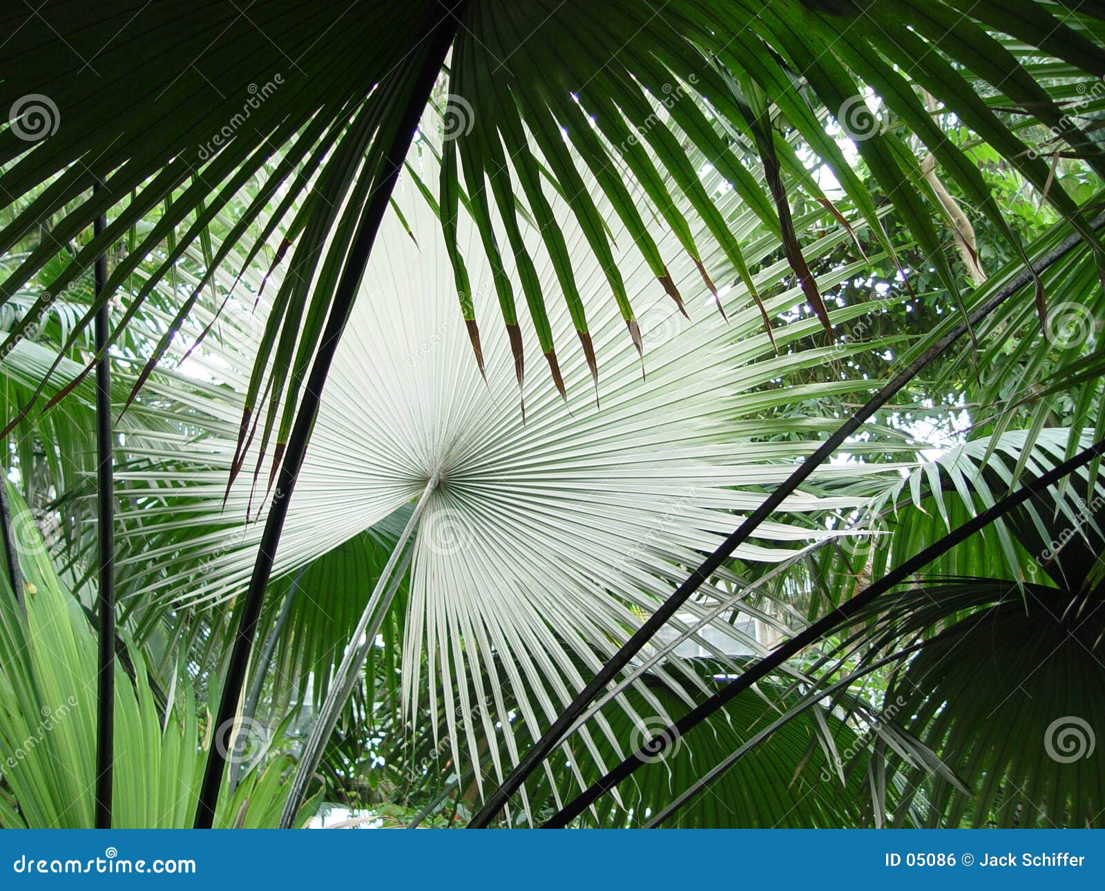 Palm leaf stock photo. Image of forest, plant, trees, frond - 5086