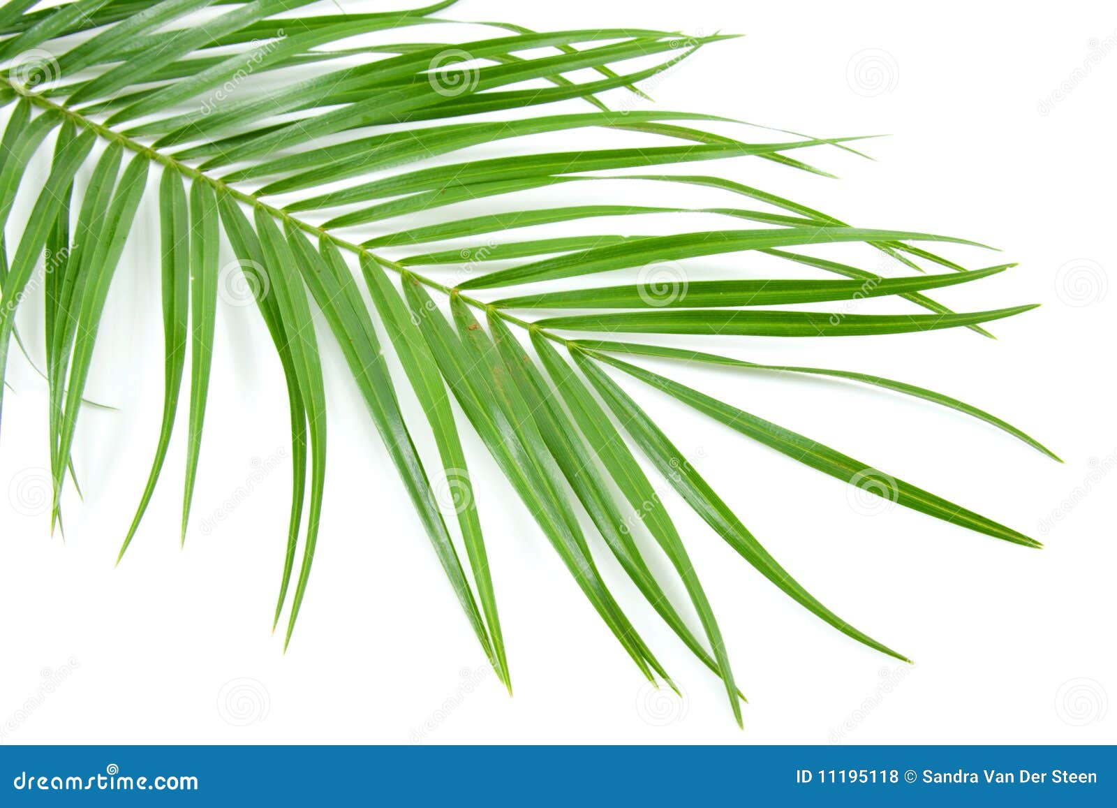 Palm Leaf In The Rays Of The Sun Background, Large, Green Palm Leaf ...