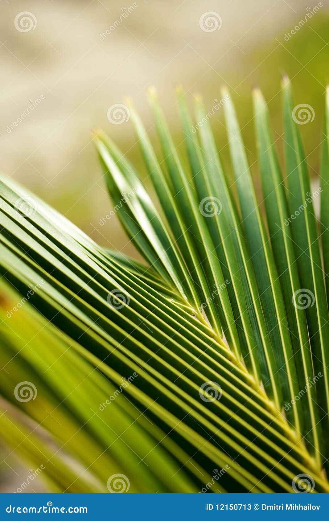 Palm leaf stock image. Image of blade, growth, natural - 12150713