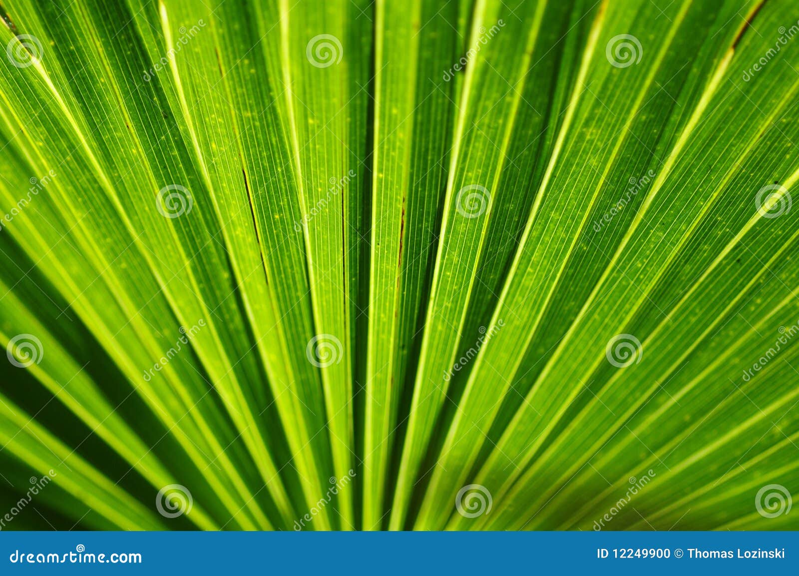 Palm leaf stock photo. Image of frond, outdoors, green - 12249900