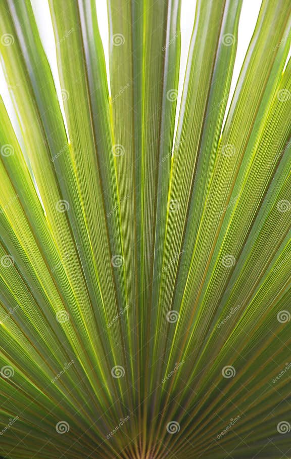 Palm leaf stock image. Image of texture, palm, macro - 20450775