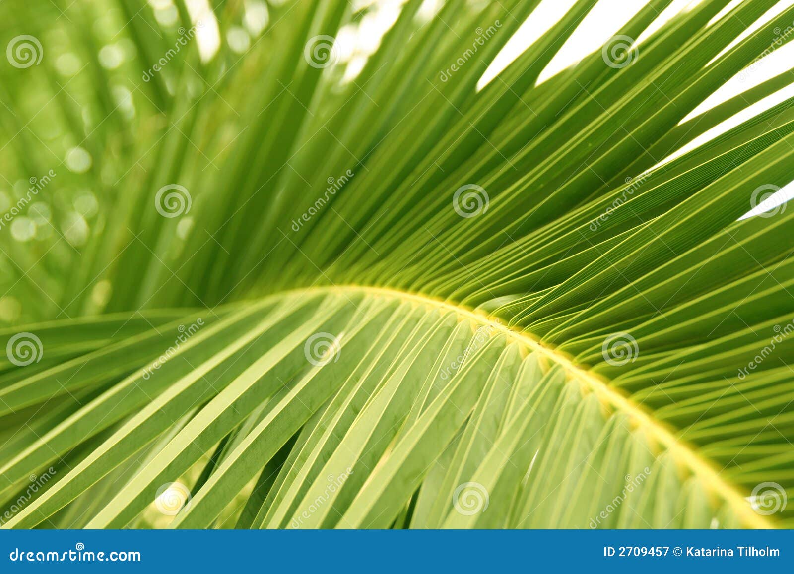 Palm Leaf In The Rays Of The Sun Background, Large, Green Palm Leaf ...