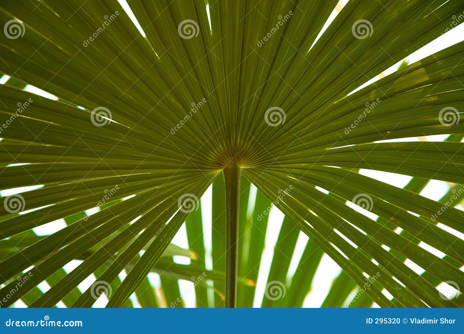 Palm leaf stock photo. Image of south, green, palm, branch - 295320
