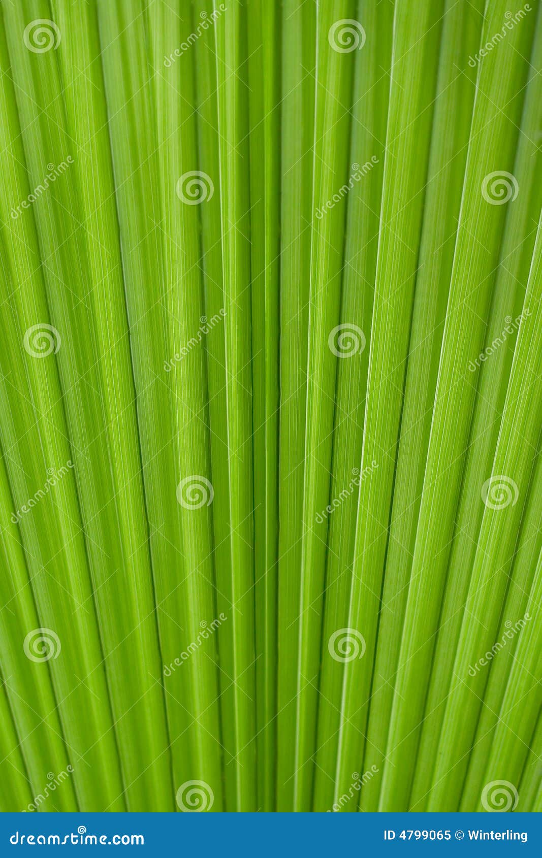 Palm Leaf Rib Stock Photos - Free & Royalty-Free Stock Photos from ...