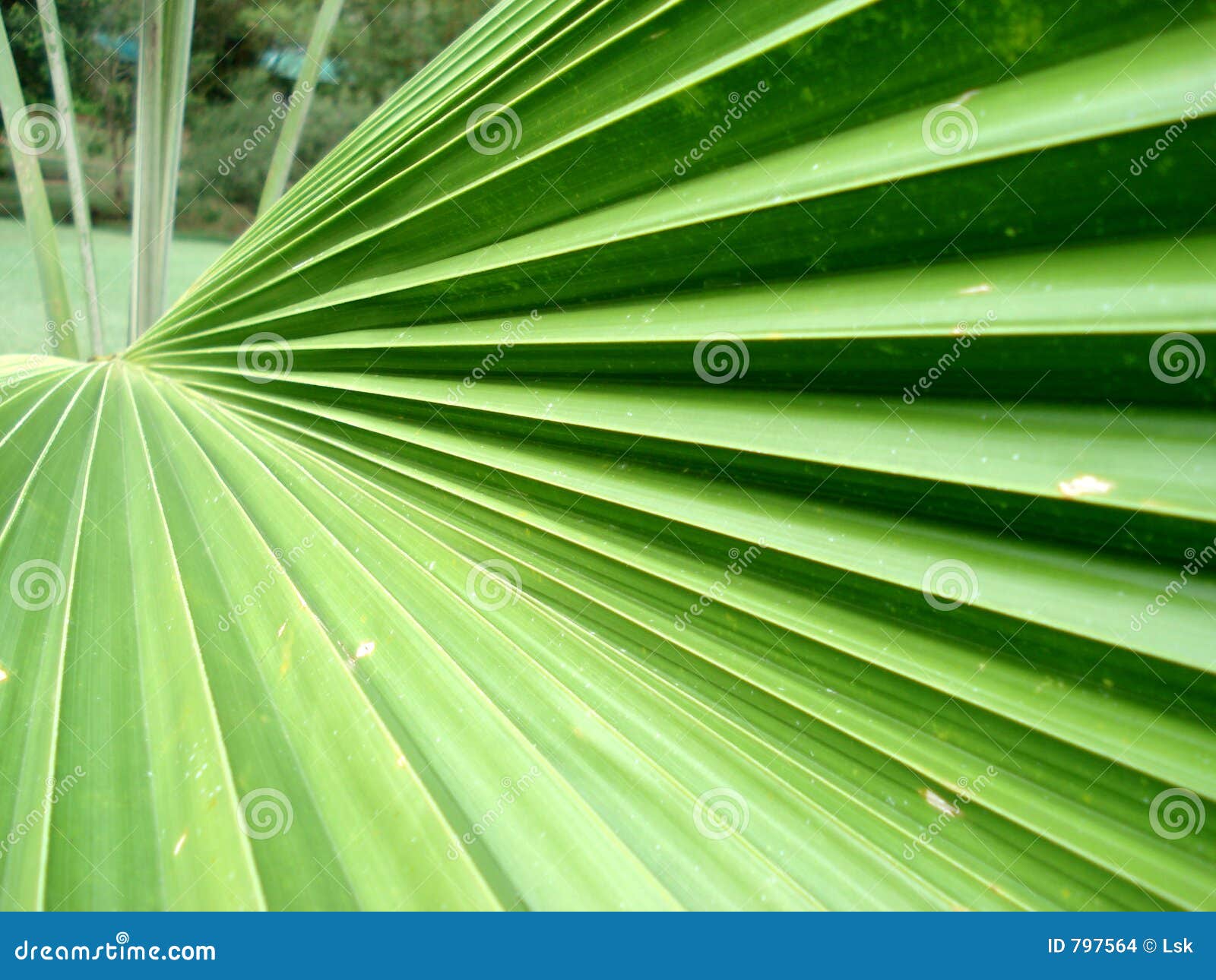 Palm Leaf stock photo. Image of pattern, island, caribbean - 797564