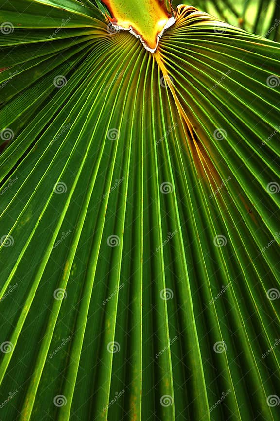 Palm Leaf stock image. Image of leaf, design, lines, palmaceae - 96899