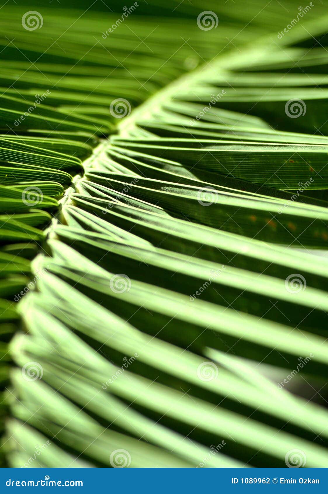 Palm leaf abstract stock photo. Image of leaf, tropical - 1089962