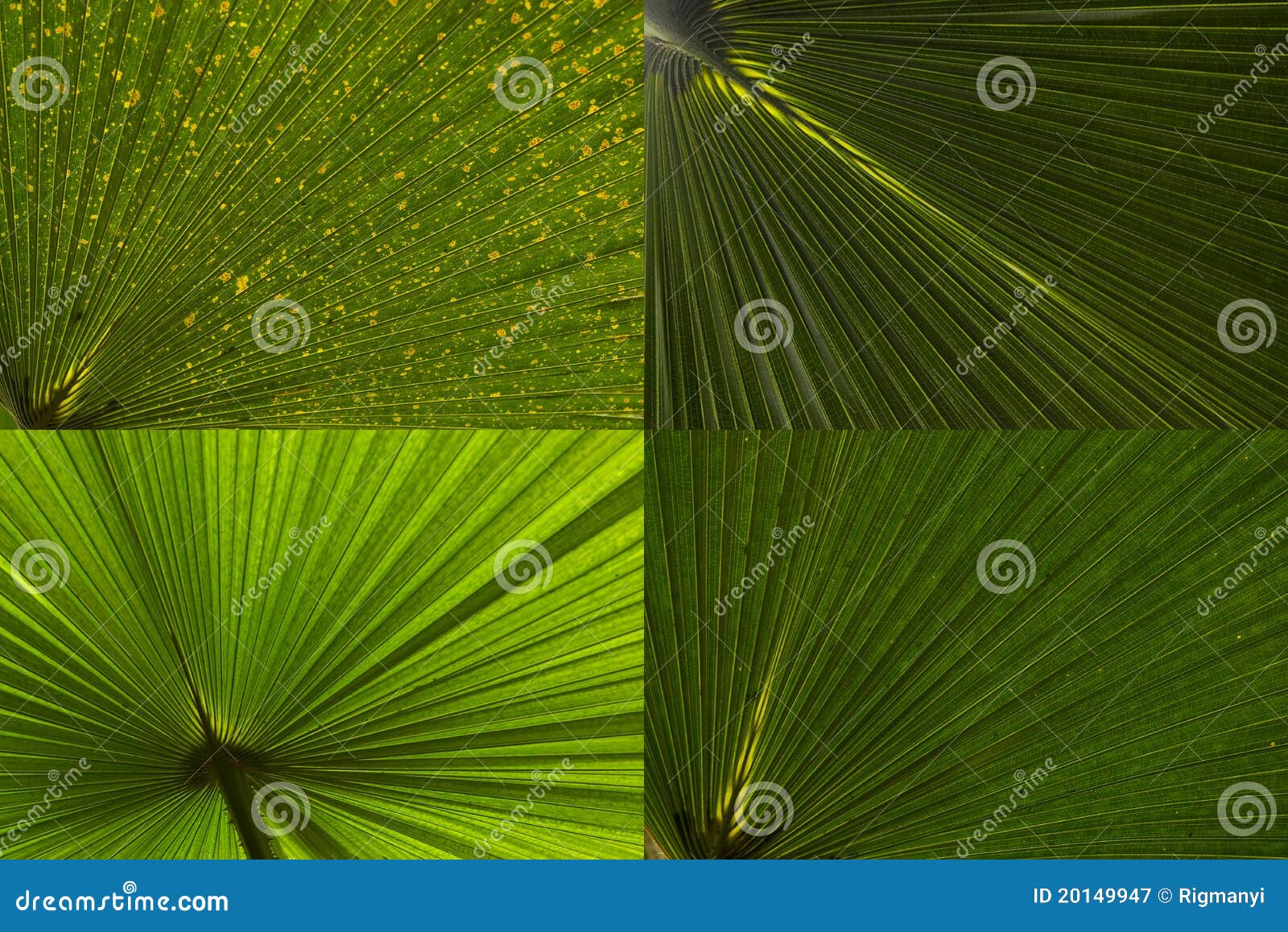 Palm leaf abstract set stock image. Image of texture - 20149947