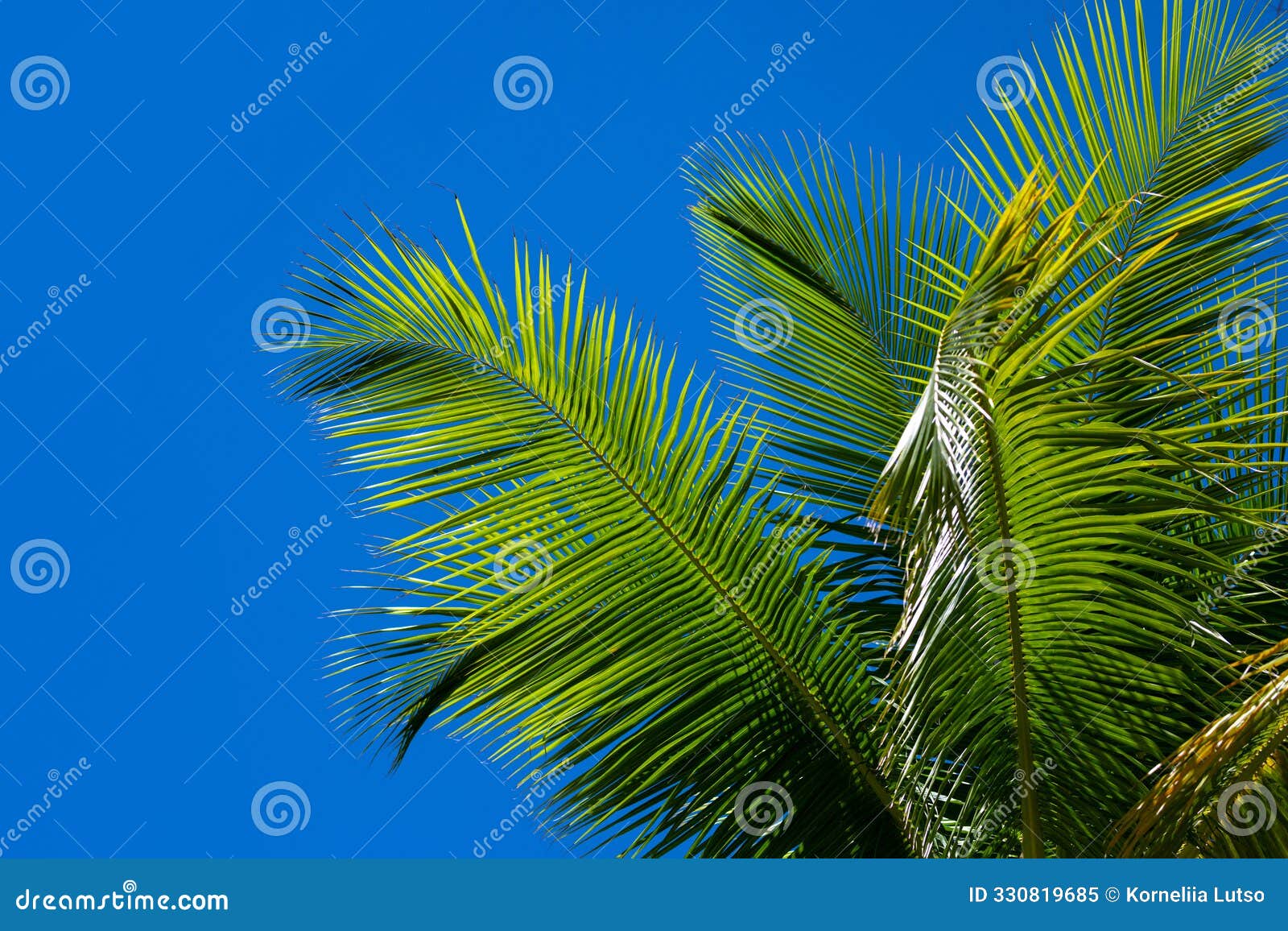 Palm Leaf Background. Palm Leaf Texture. Palm Foliage Over Blue Sky ...
