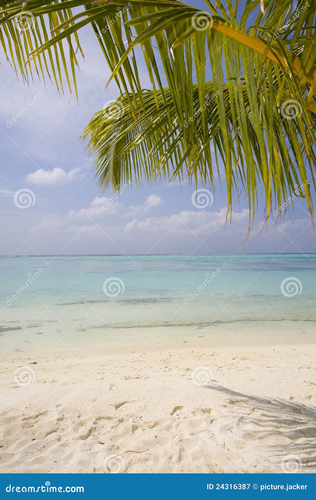 Palm leaf at the beach stock image. Image of blue, holiday - 24316387