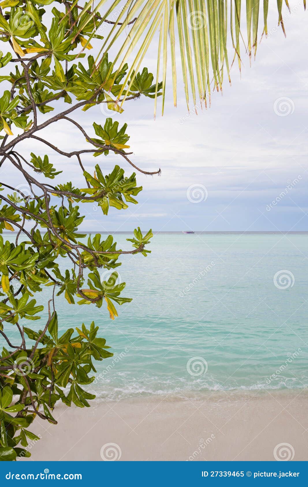 Palm leaf and the beach stock image. Image of paradise - 27339465
