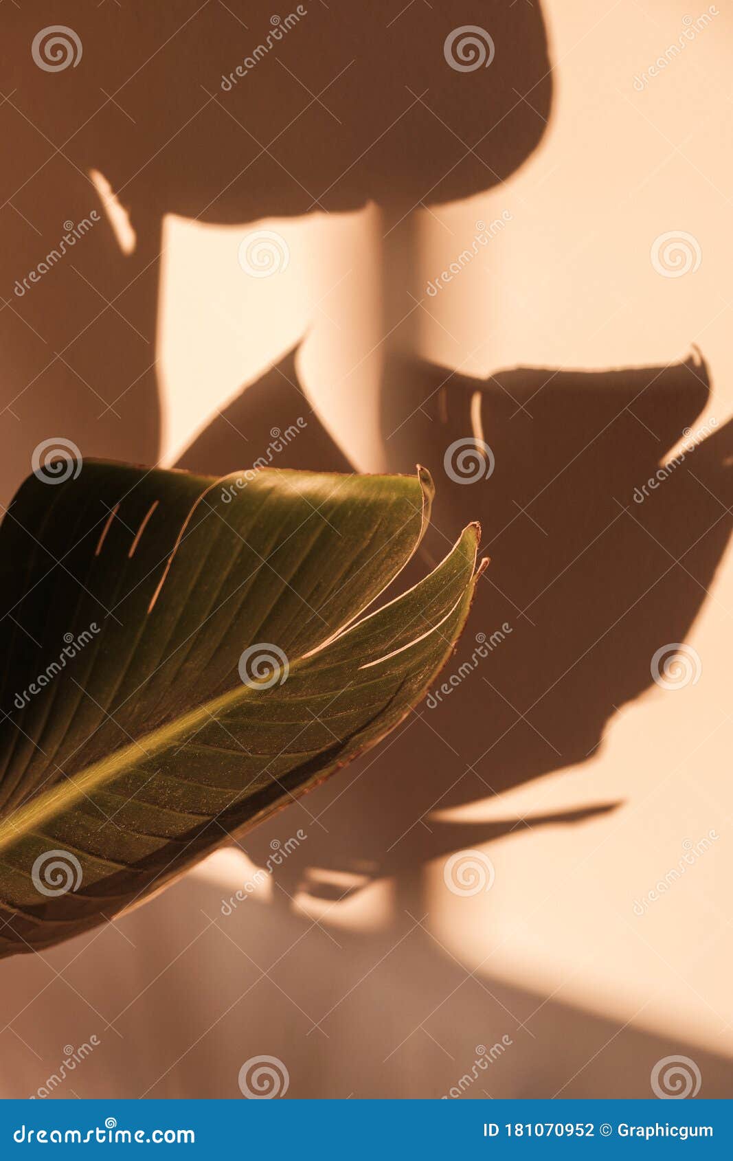 Palm Leaf Beautiful Shadows on the Wall. Creative, Minimal, Styled ...
