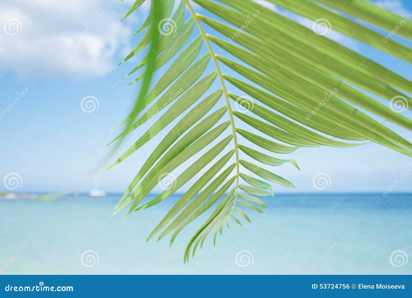 Palm Leaf, Blue Sea and Tropical White Sand Beach Stock Photo - Image ...