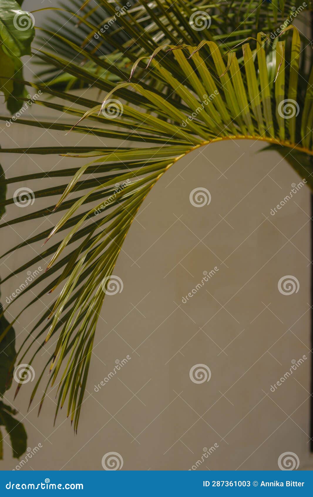 Palm leaf in the caribbean stock image. Image of caribbean - 287361003