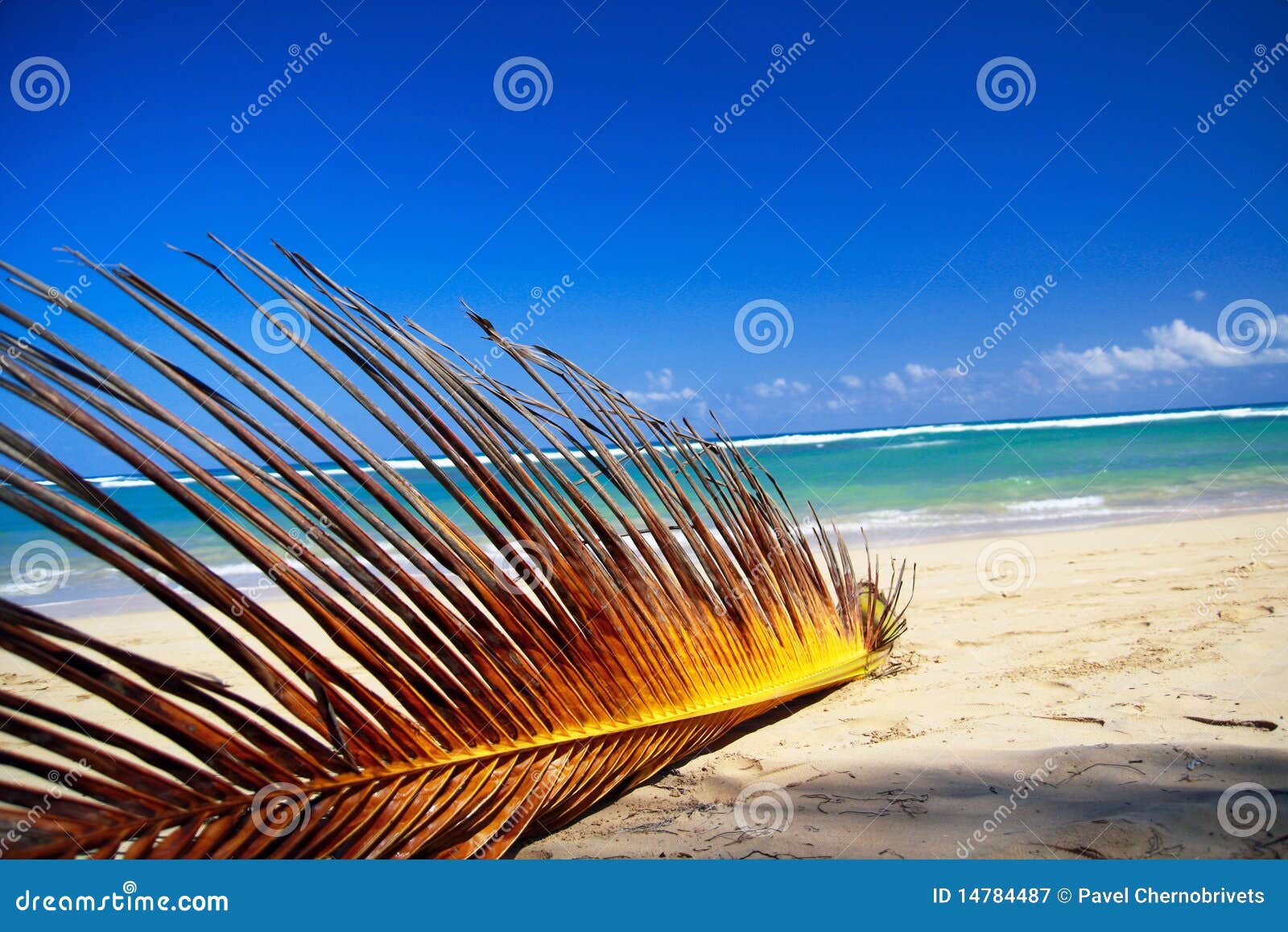 Palm Leaf on Caribbean Sea, Punta Cana Stock Image - Image of honeymoon ...