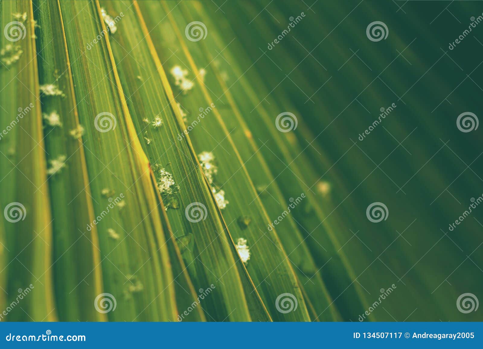Palm Leaf Close Up with Snowflakes and Water Drops Stock Image - Image ...