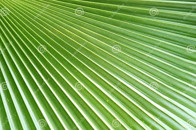 Palm Leaf Design stock photo. Image of flora, tree, palm - 208512