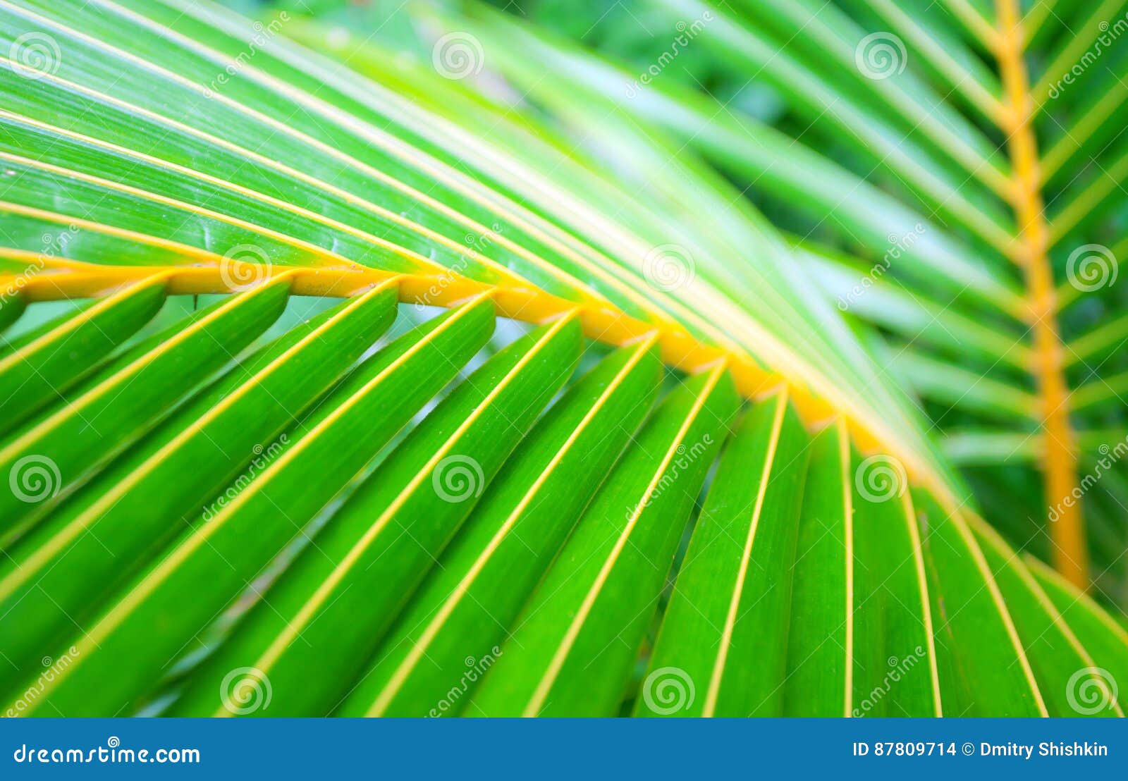 Palm Leaf with Diagonal Lines Closeup Stock Photo - Image of ...