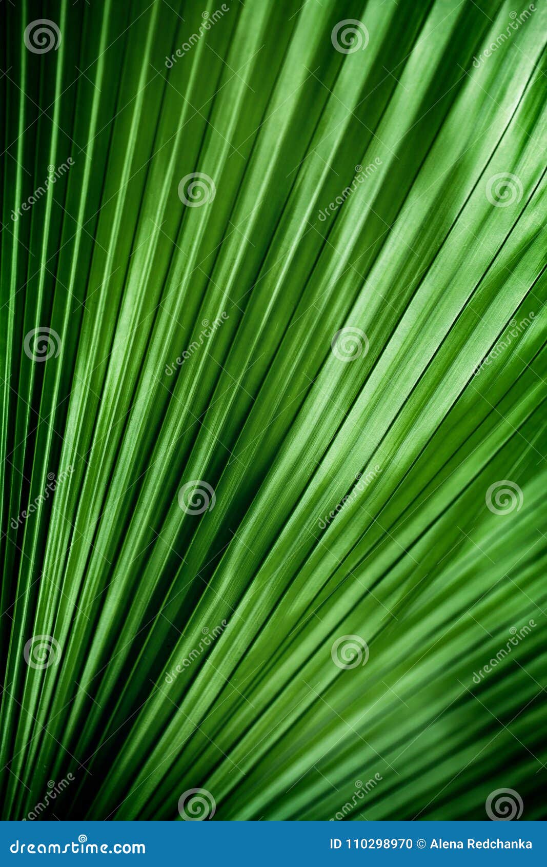 Palm Leaf with Diagonal Lines Stock Photo - Image of layer, diagonal ...