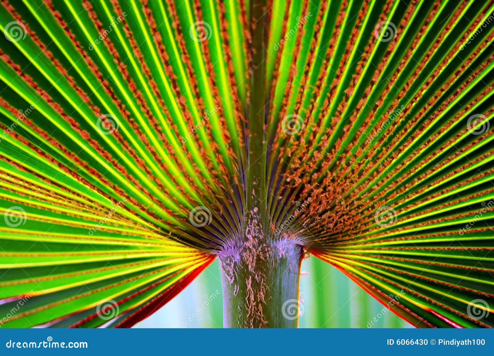 Palm Leaf Fan stock photo. Image of color, repetition - 6066430