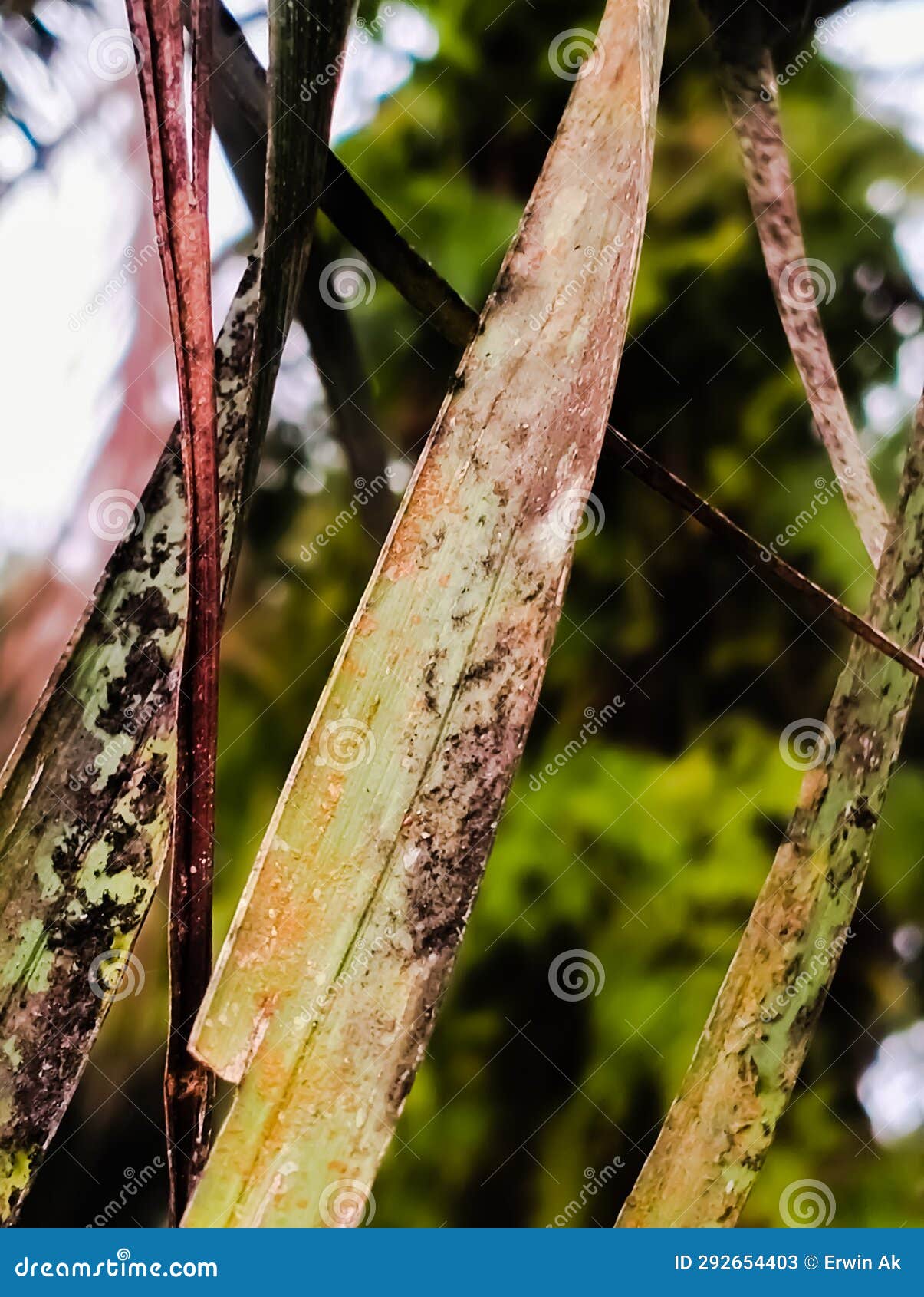 Palm Leaf Fronds are Damaged Stock Image - Image of twig, green: 292654403