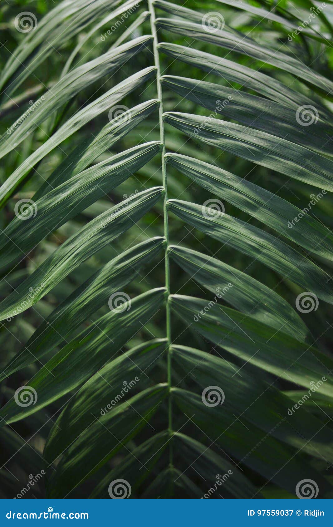 The Palm Leaf is Green, with Horizontal Parallel Leaves, Close-up Stock ...