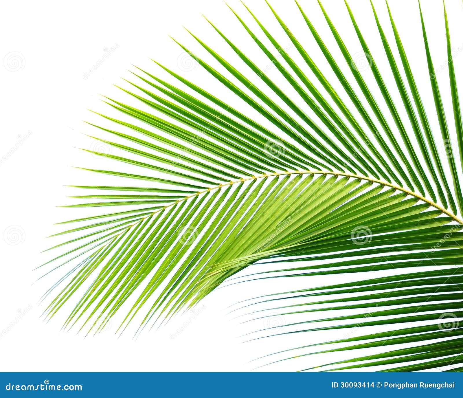 Palm leaf stock photo. Image of plants, white, palm, plant - 30093414