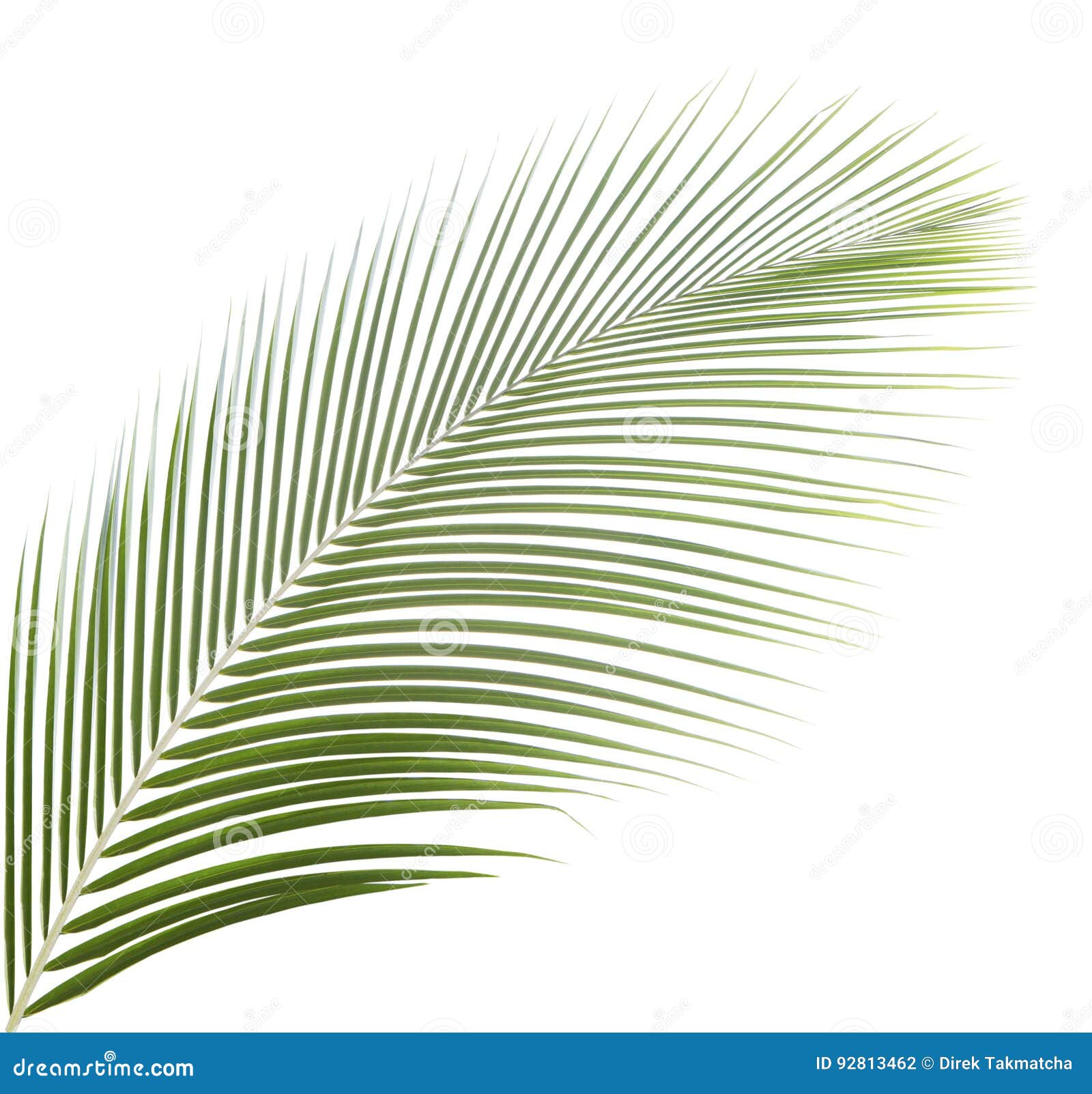 711 Coconut Tree Frame Border Photos - Free & Royalty-Free Stock Photos ...