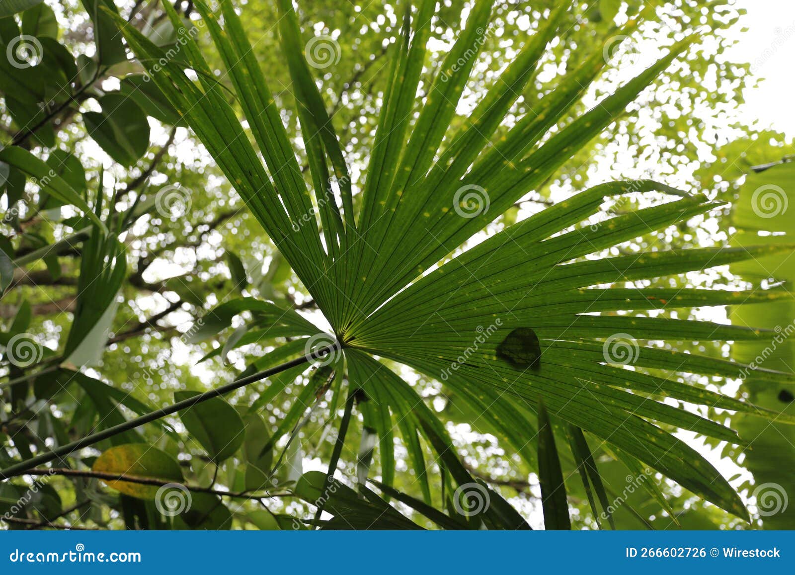 Palm Leaf in the Jungle of Costa Rica Stock Photo - Image of natural ...
