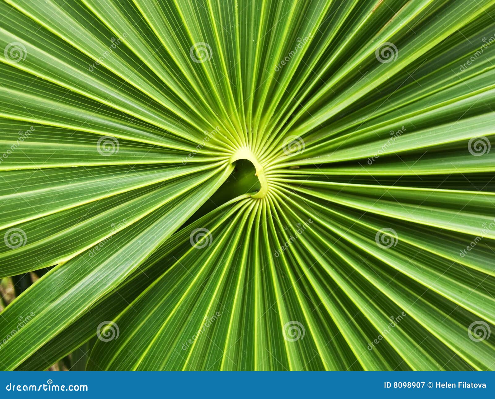 Palm leaf ornament stock image. Image of plant, environmental - 8098907
