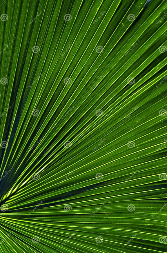 Palm Leaf Pattern stock image. Image of plant, pattern - 1038673