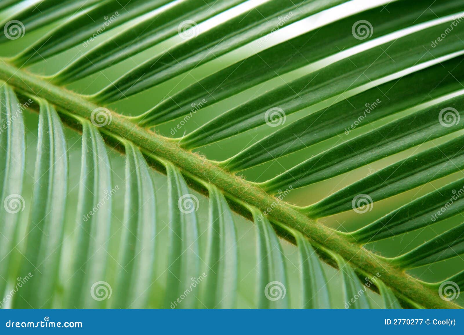 Palm leaf perspective stock image. Image of details, design - 2770277