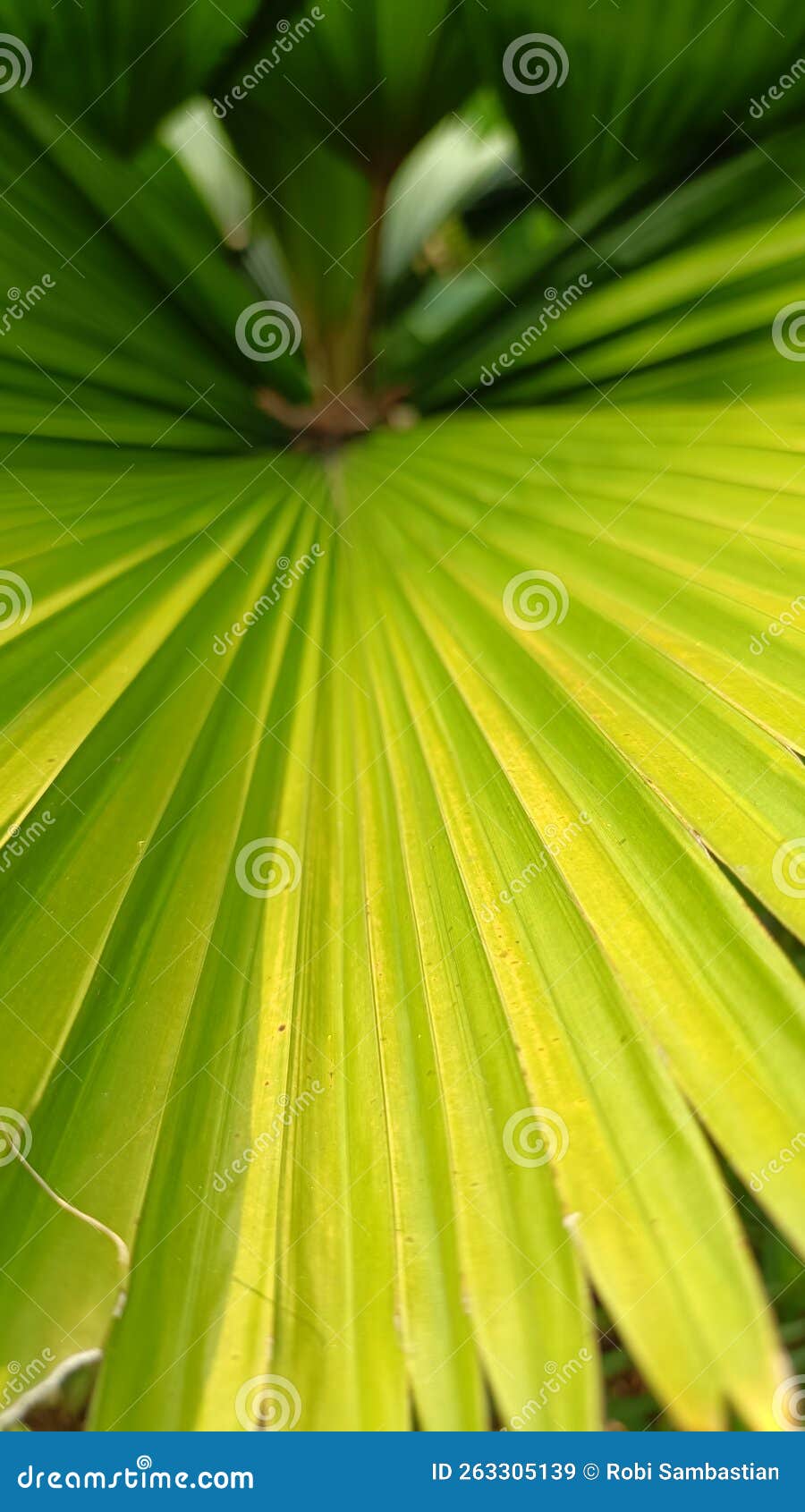Palm Leaf stock image. Image of tree, palm, branch, grass - 263305139