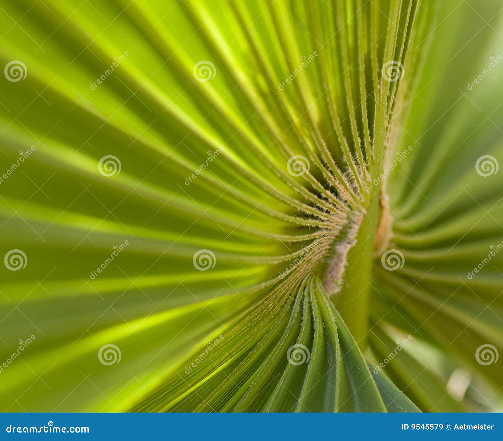 Palm Leaf section stock image. Image of graphic, blade - 9545579