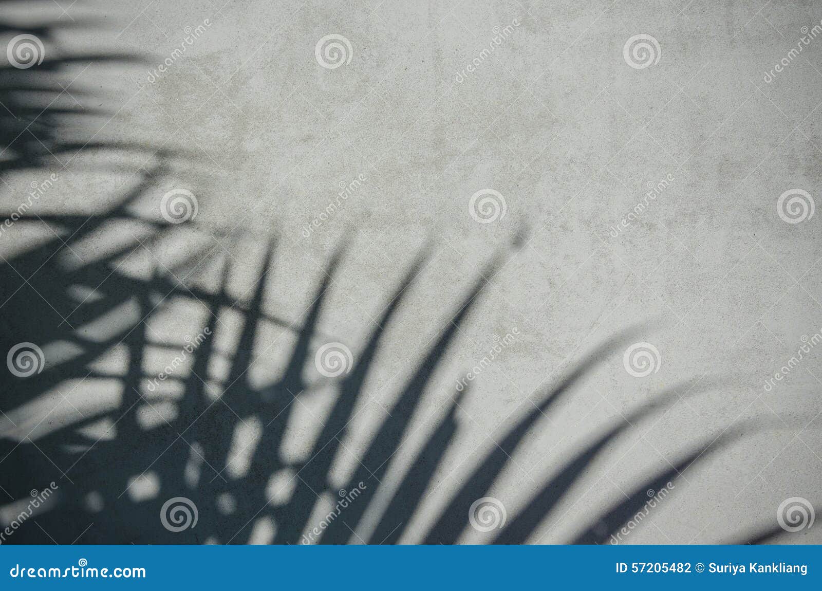 Palm Leaf Shadow on the Wall Stock Photo - Image of palm, sunny: 57205482