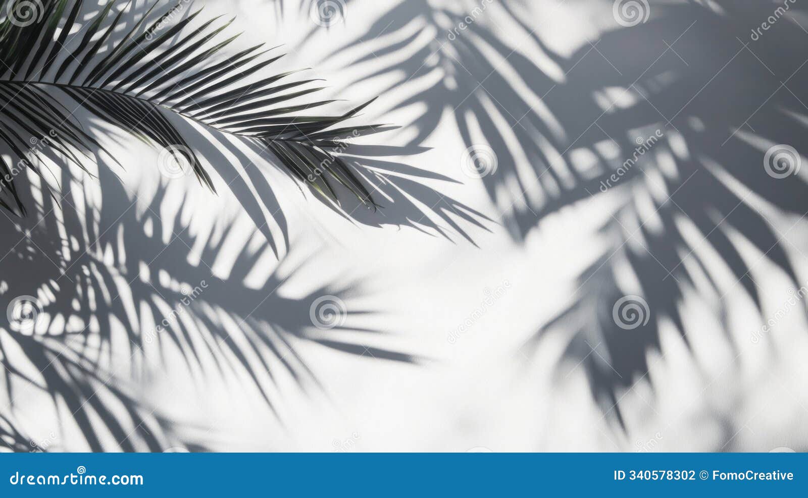 Palm Leaf Shadows Cast on a White Wall Stock Illustration ...