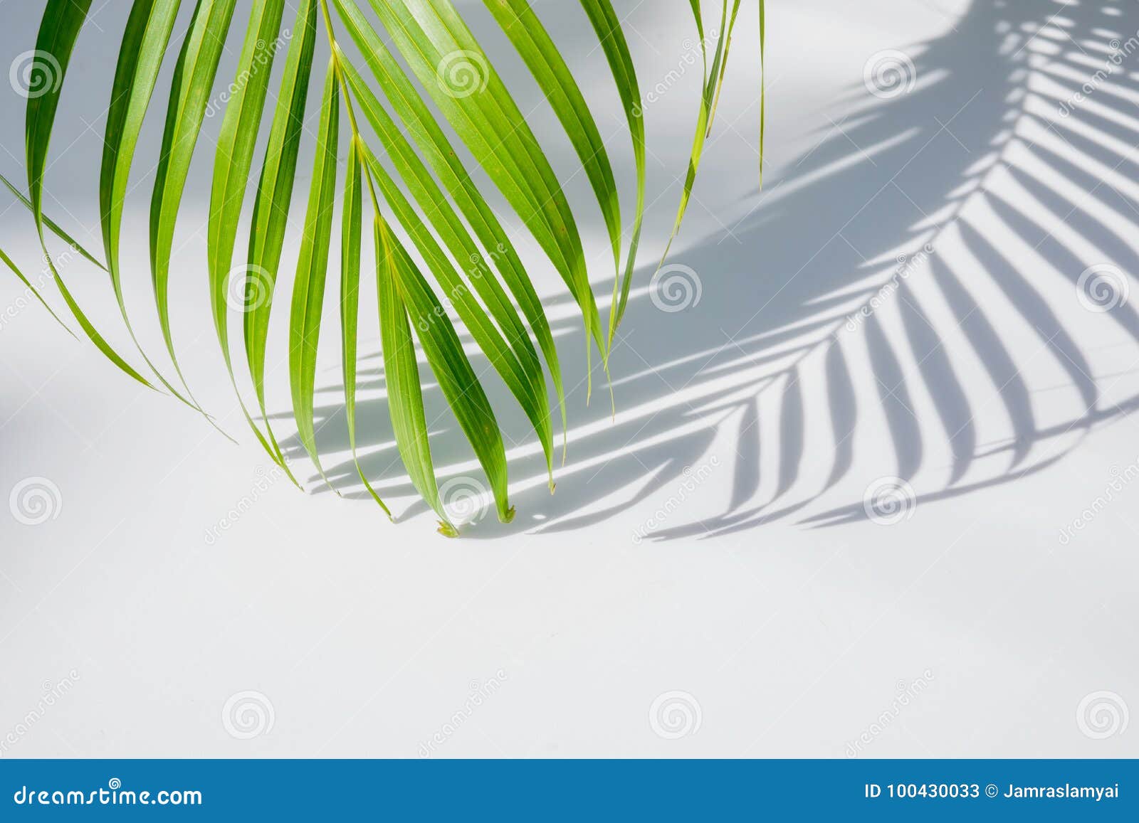Palm leaf and shadows stock image. Image of leaf, dense - 100430033