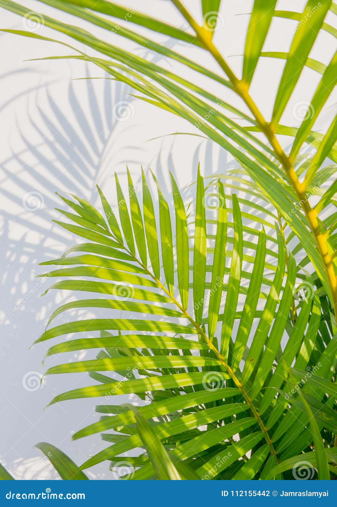 Palm leaf and shadows stock photo. Image of bend, jungle - 112155442