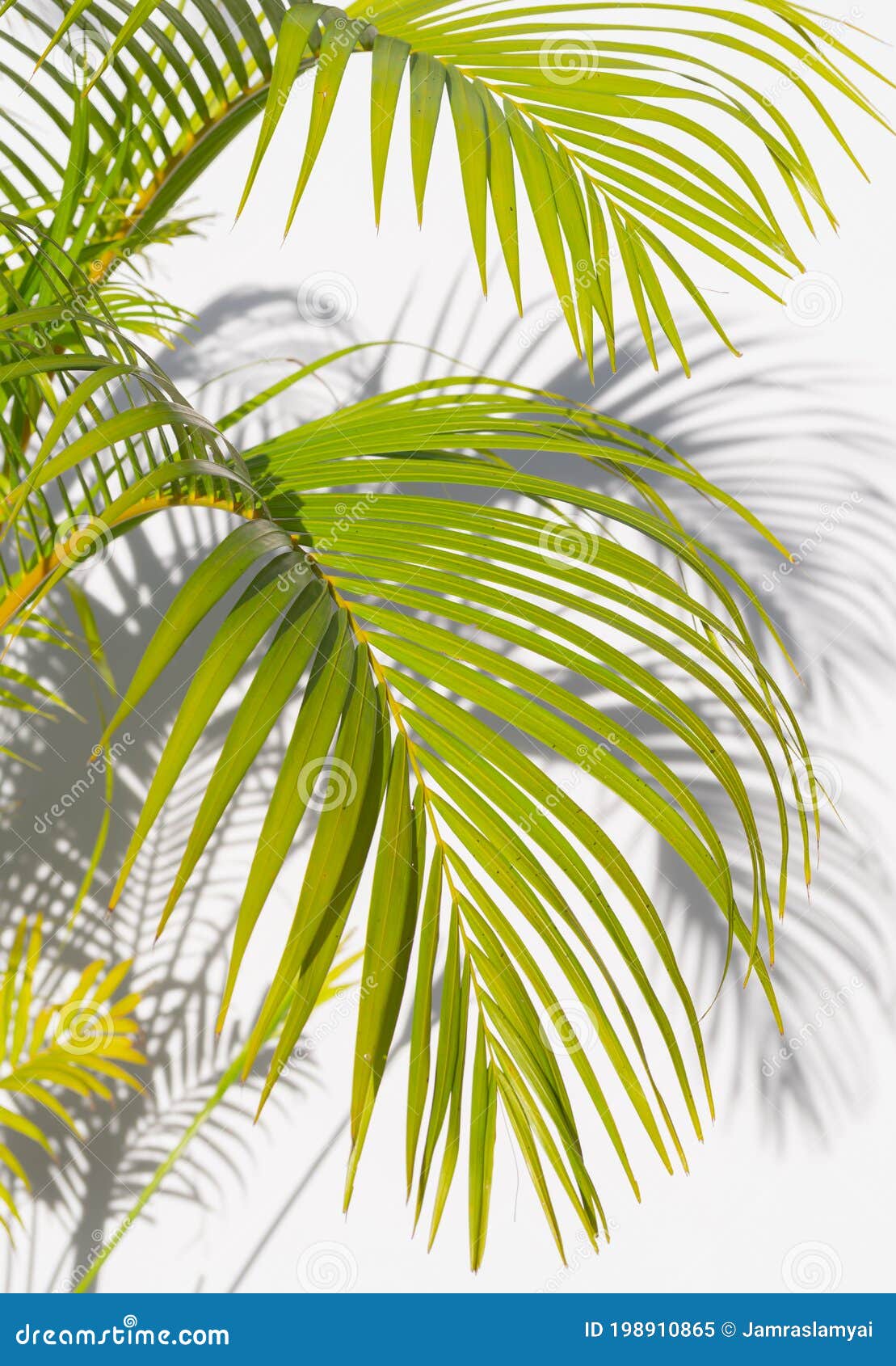 Palm Leaf and Shadows on a White Stock Image - Image of abstract ...