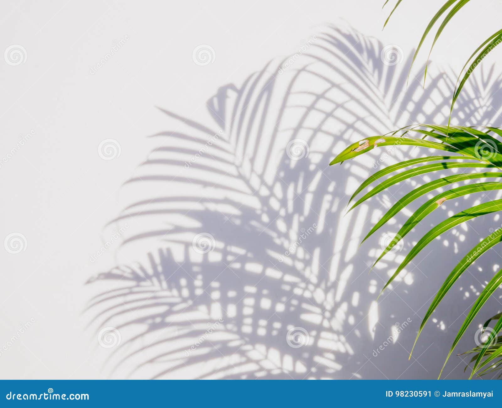 Palm leaf and shadows stock image. Image of beautiful - 98230591