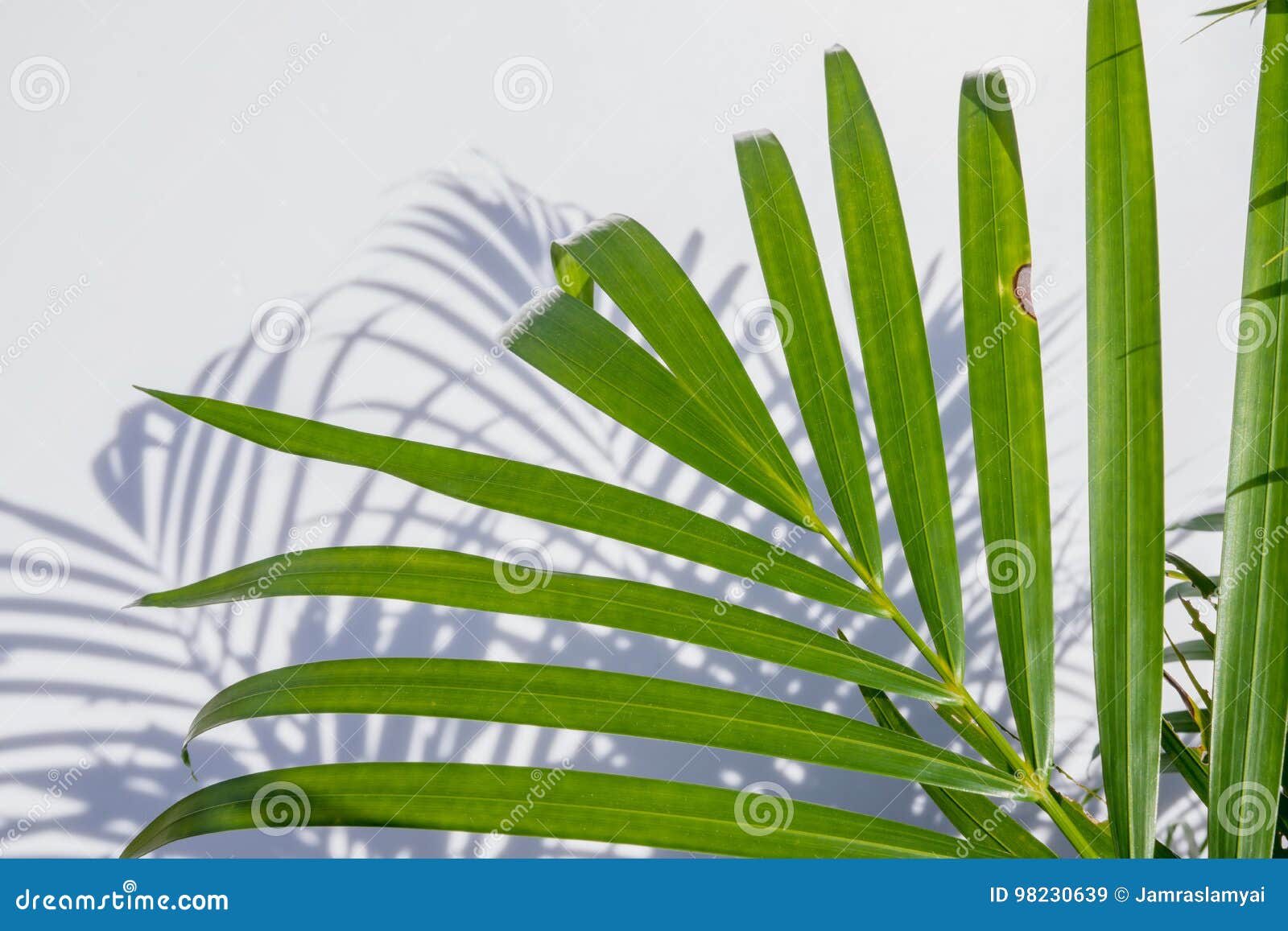 Palm leaf and shadows stock image. Image of natural, environment - 98230639