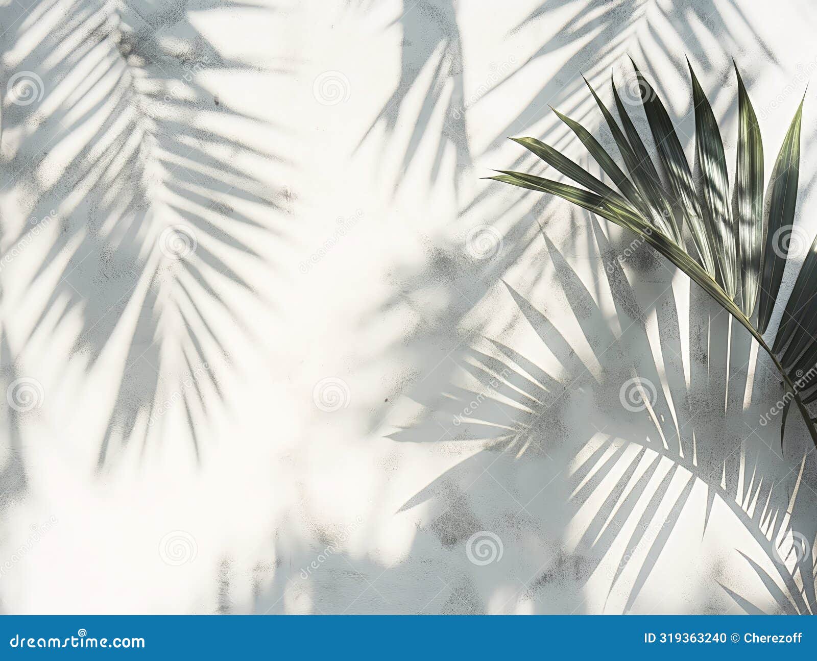 Palm Leaf Shadows on White Wall Stock Photo - Image of calm, natural ...