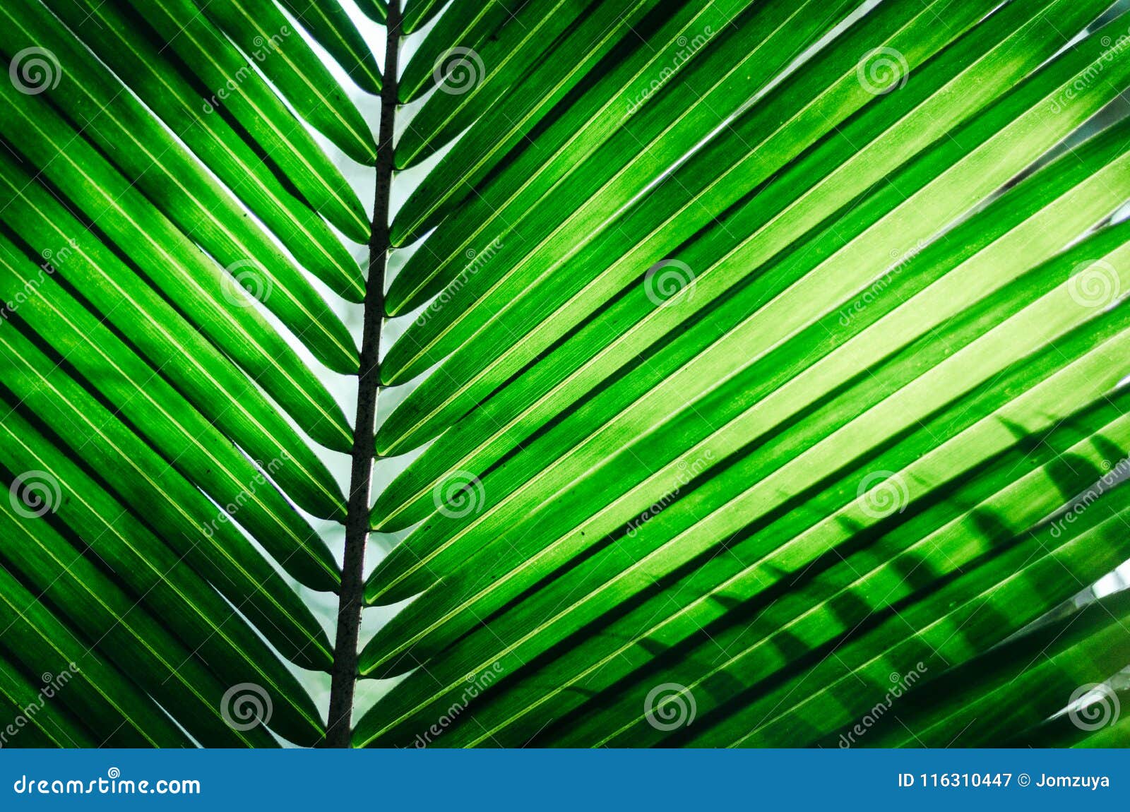 Green palm leaf texture stock image. Image of macro - 116310447